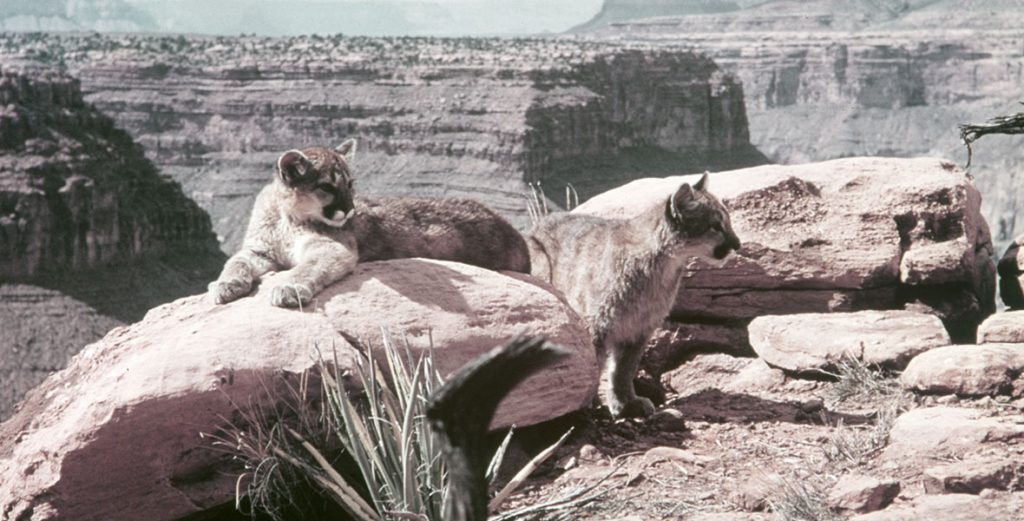 Grand Canyon (film) - D23