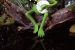 Kermit’s Shocking Transformation! - D23