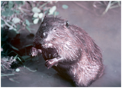 07191950_WDA_TDIDBeaver4 - D23