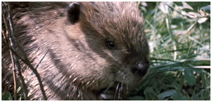 12291954_WDA_TDIDBeaver - D23