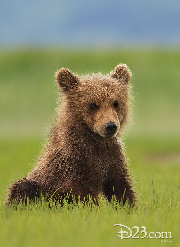 disney-bears-feat-0.1 - D23