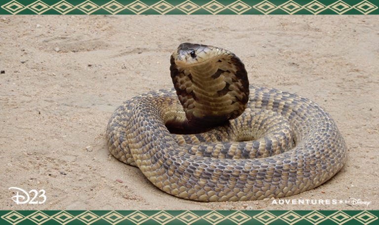 The Little 5—Day 7 of Adventures by Disney Safari to South Africa - D23