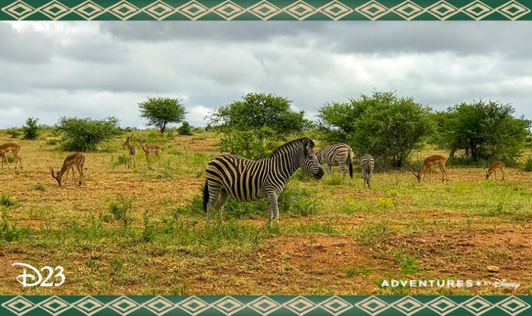 The Big 5—Day 9 of Adventures by Disney Safari to South Africa - D23