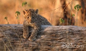 Everything New You Can Stream on Disney+ in April 2020 - D23