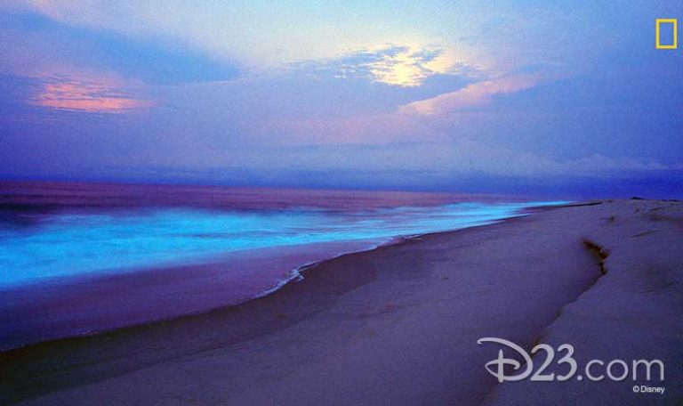 Every Way to Bring Disney Magic to Your Video Calls - D23