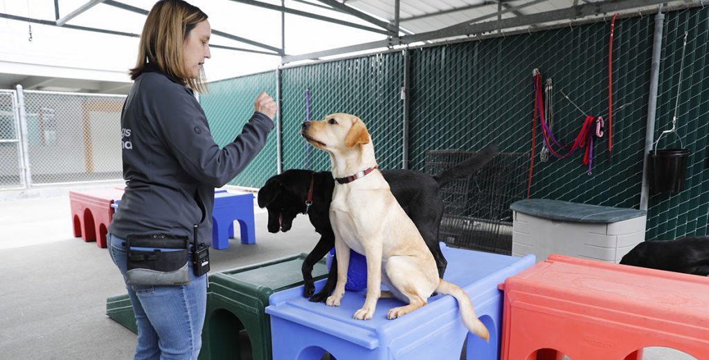 Pick of the Litter - D23