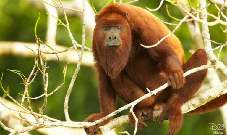 A True-Life Jungle Cruise with National Geographic: The Amazon River - D23