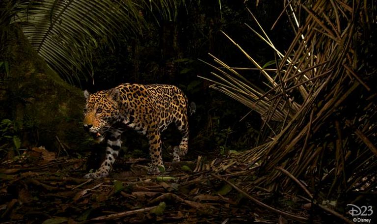 A True-Life Jungle Cruise with National Geographic: The Amazon River - D23