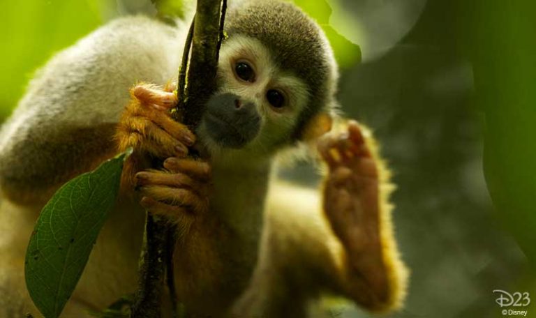 A True-Life Jungle Cruise with National Geographic: The Amazon River - D23