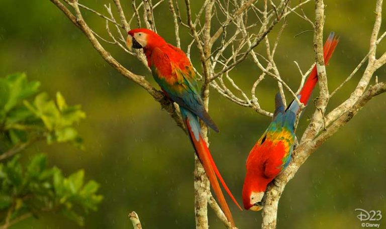 A True-Life Jungle Cruise with National Geographic: The Amazon River - D23