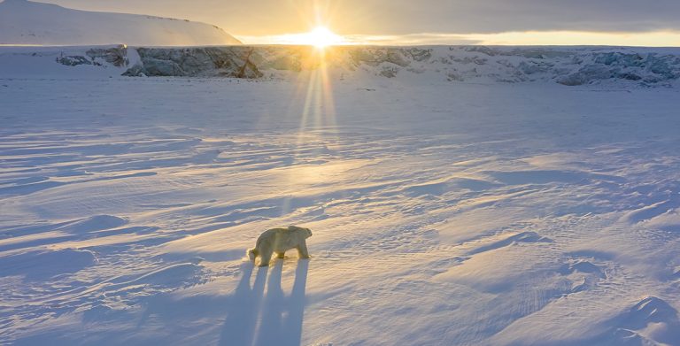 Exclusive Q&A with Disneynature’s Polar Bear Filmmakers - D23
