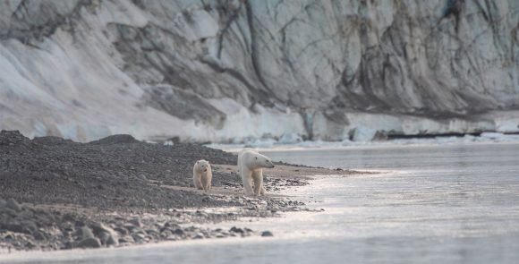 Exclusive Q&A with Disneynature’s Polar Bear Filmmakers - D23