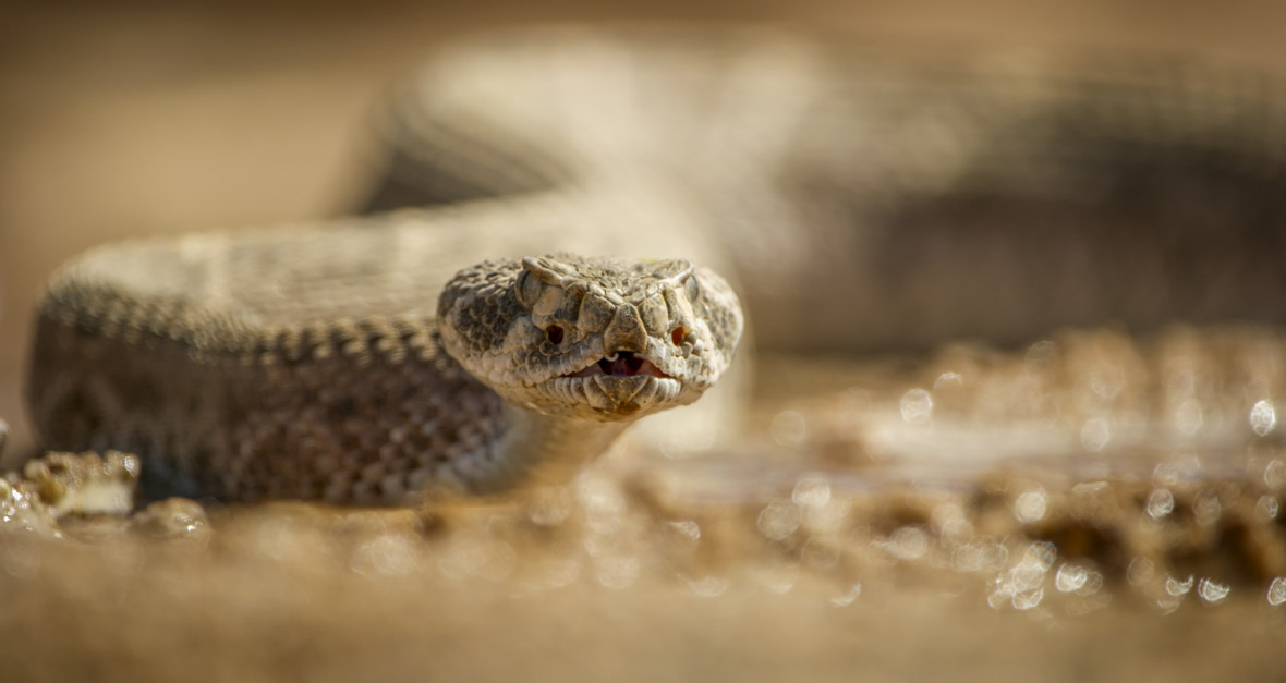 Awe-Inspiring Photos from National Geographic’s America the Beautiful - D23