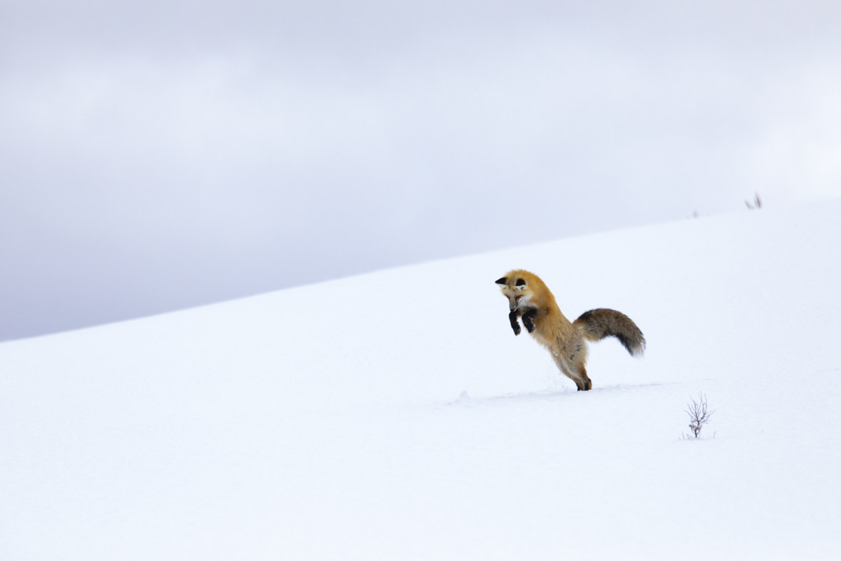 National Geographic’s America the Beautiful - D23