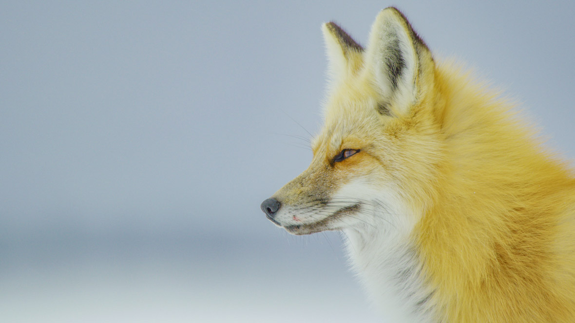 National Geographic’s America the Beautiful - D23