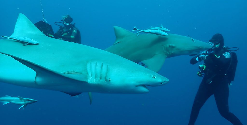 SHARKFEST Unveils Must-Sea TV for Its 10th Anniversary - D23