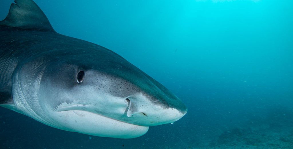SHARKFEST Unveils Must-Sea TV for Its 10th Anniversary - D23