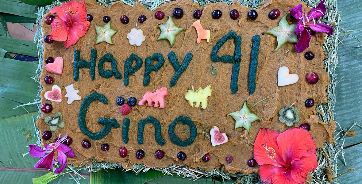 Gino the Gorilla Celebrates his 42nd Birthday at Disney’s Animal ...