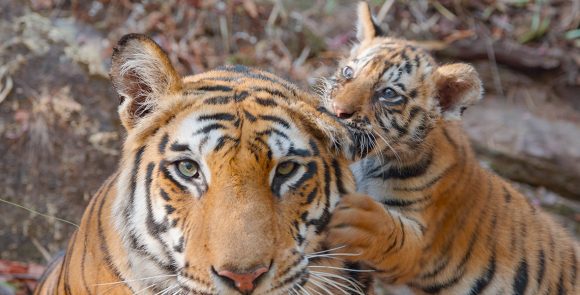 Disneynature Roars into Earth Day with Tiger: A Wildlife Spectacle - D23