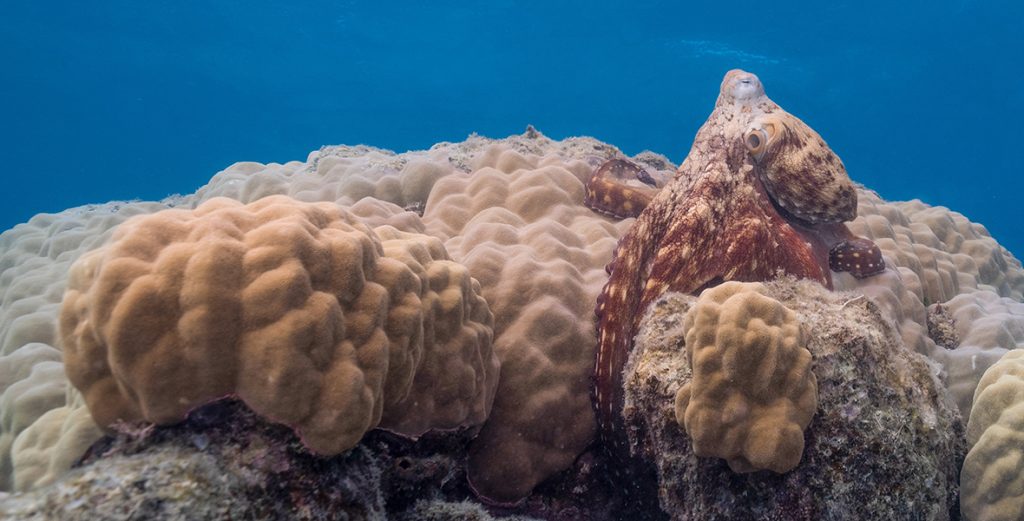 Secrets of the Octopus Provides a Mesmerizing Look at Elusive Ocean ...