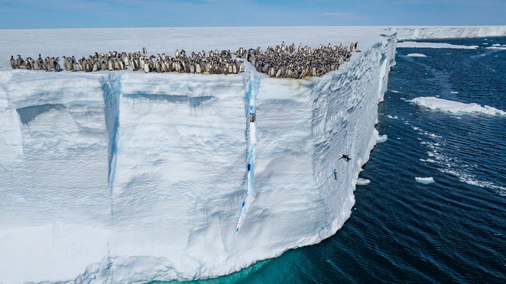 Secrets of the Penguins Reveals New Behaviors on Disney+